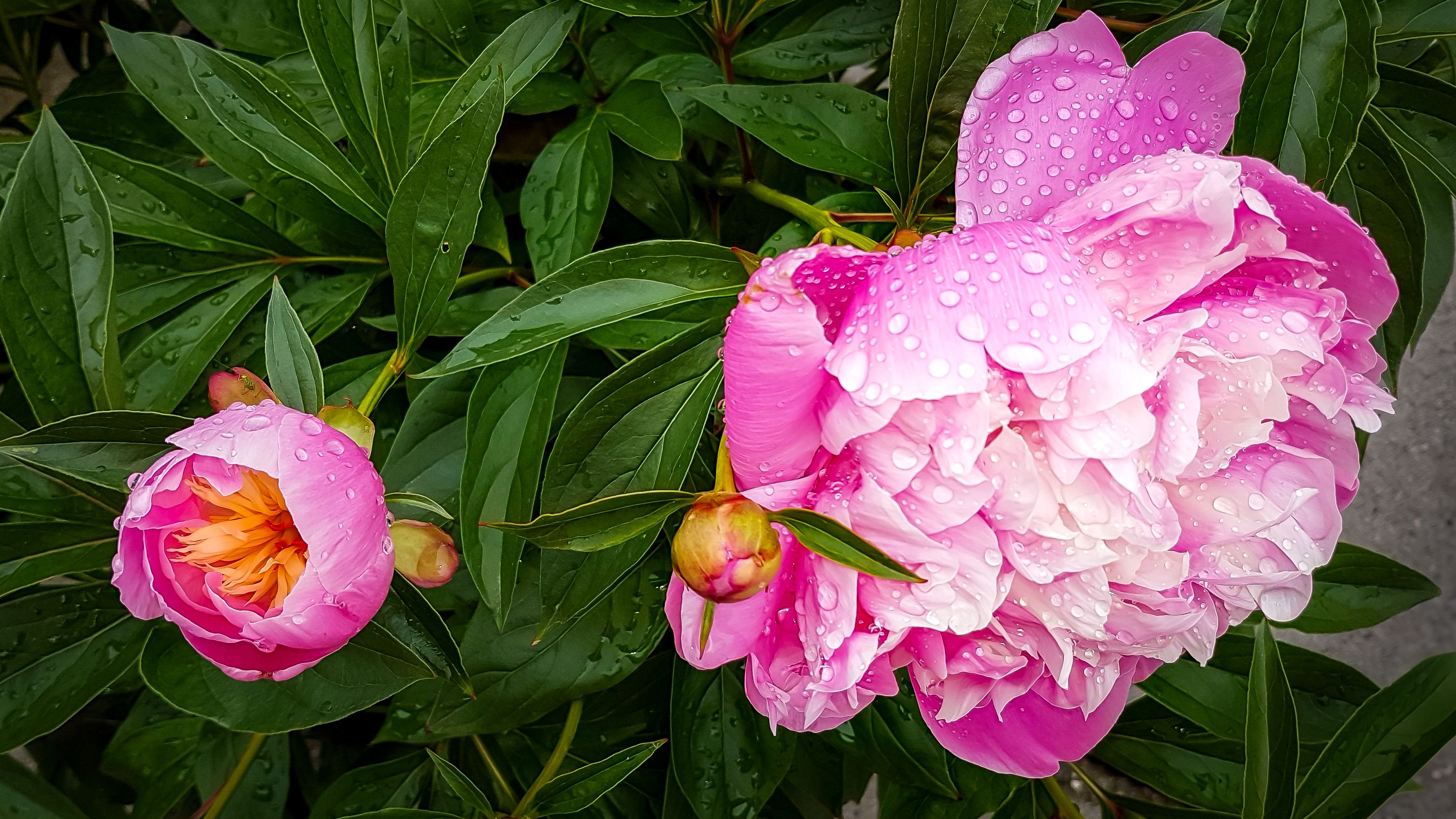 Pivoines après la pluie - Samsung Community