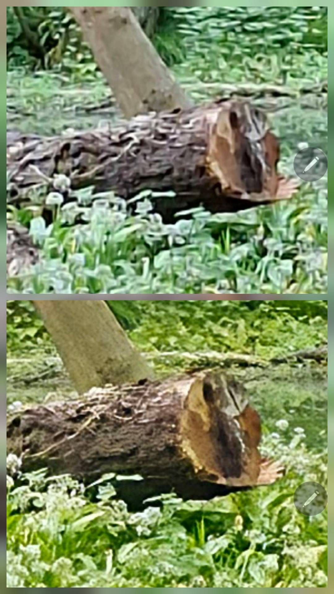 Galaxy A56 Sample Review // Basic Camera Examples #1 - Samsung Community