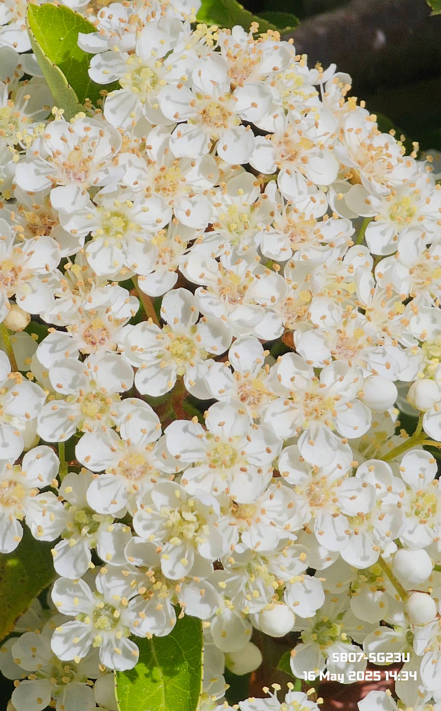 PHOTINIA. #SB07 - Samsung Community