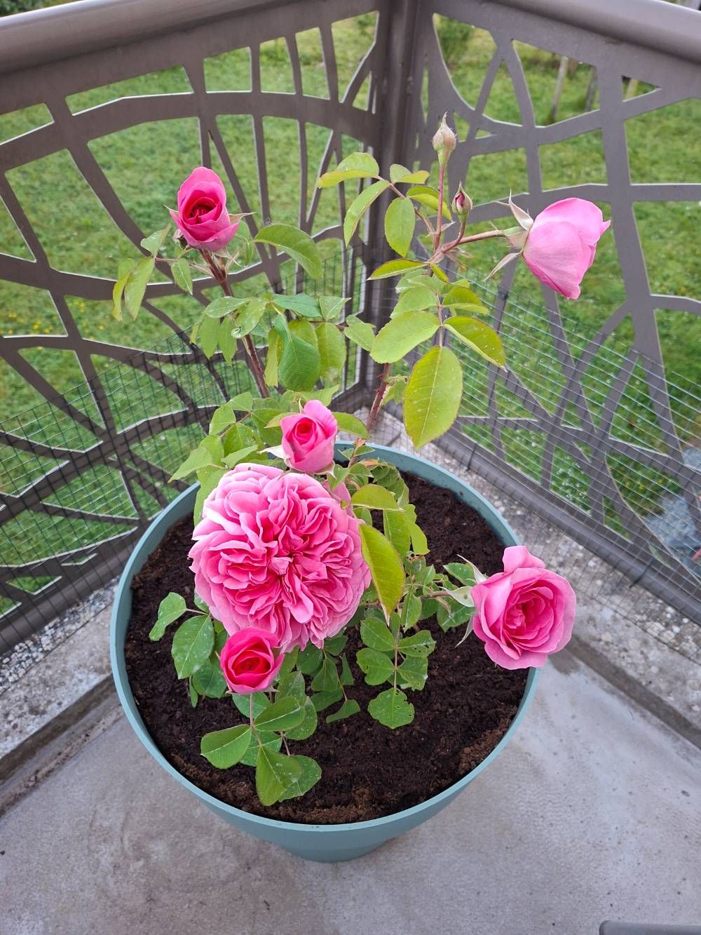 Sur mon balcon les premières roses - Samsung Community