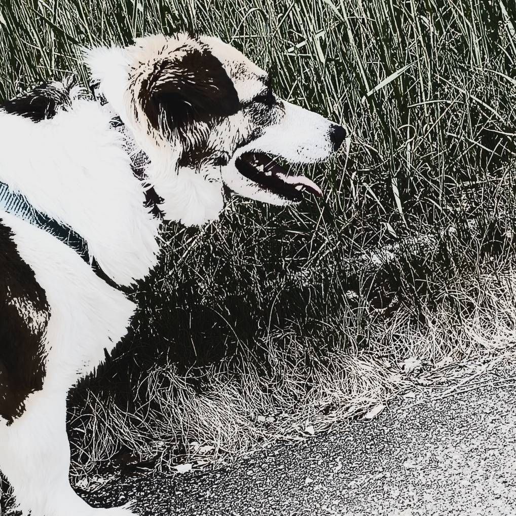 Feli als Model - Samsung Community