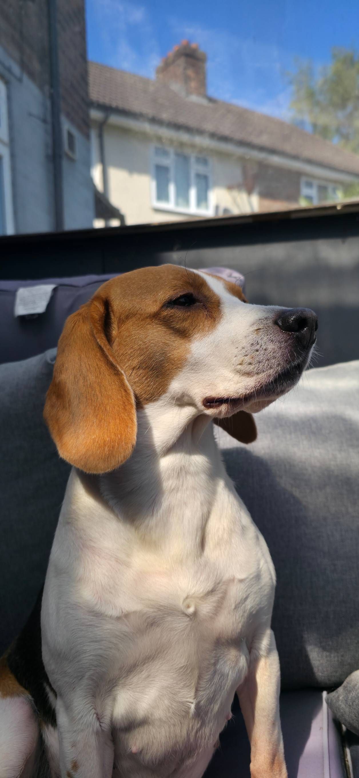 Pictures of my dog - S25 Ultra - Samsung Community