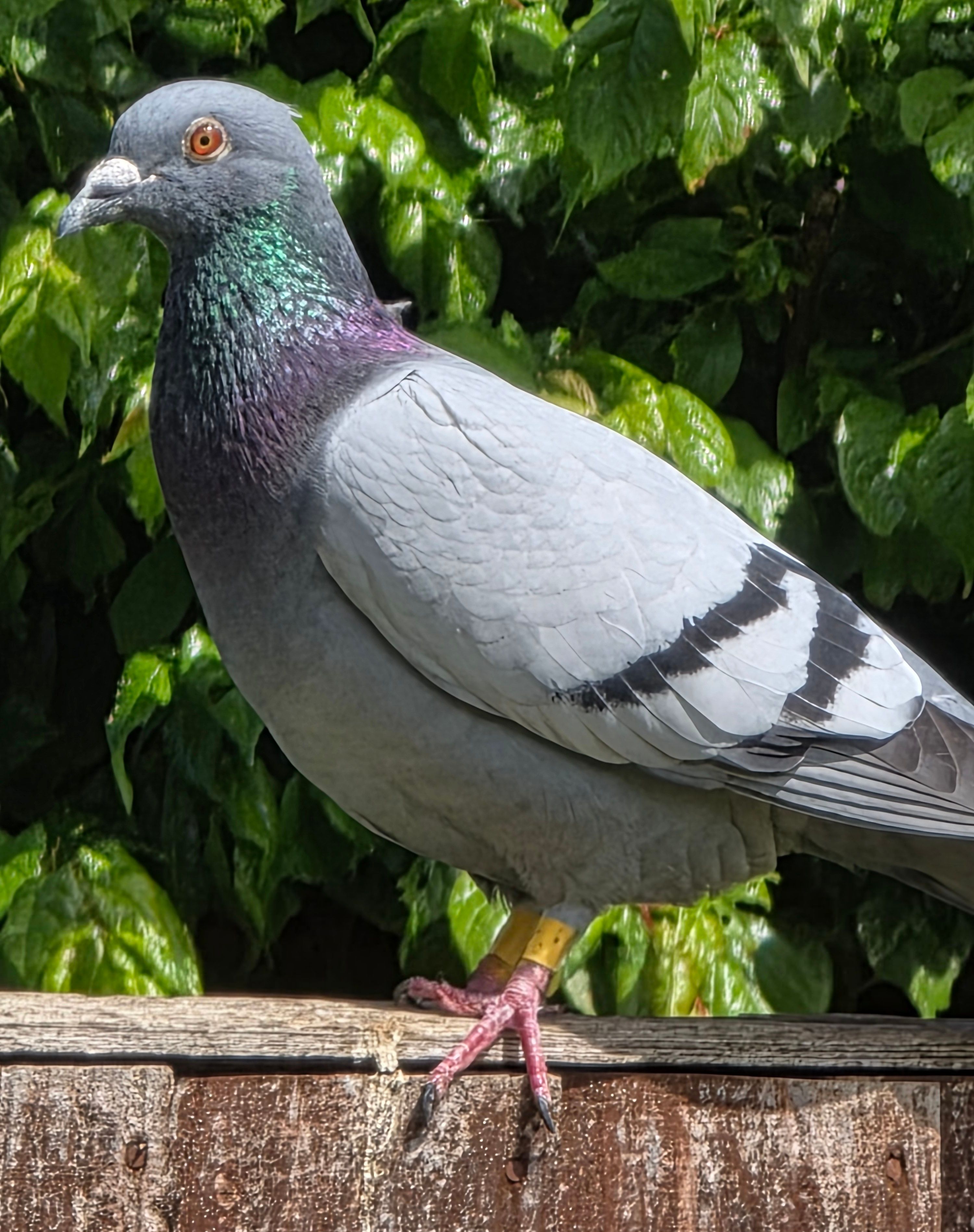 Humble pigeon - Samsung Community