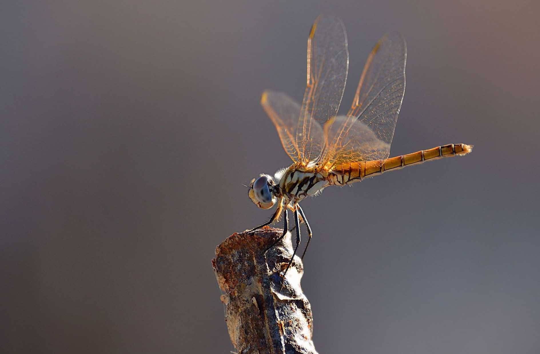 Dragonfly - Samsung Community