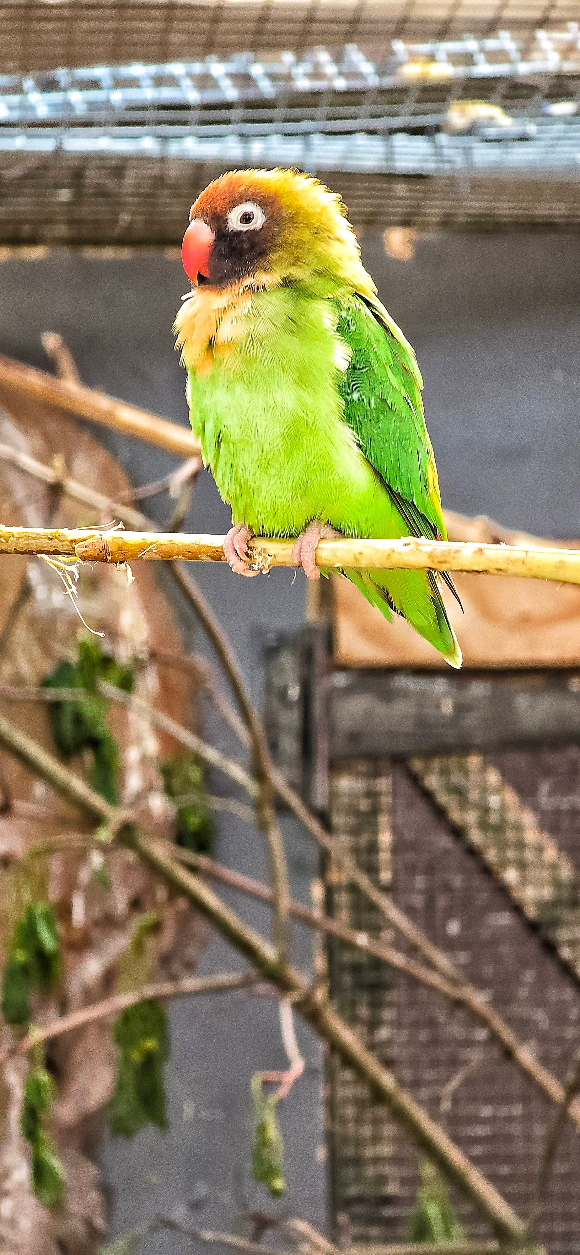 Reaseheath Mini Zoo - Samsung Community