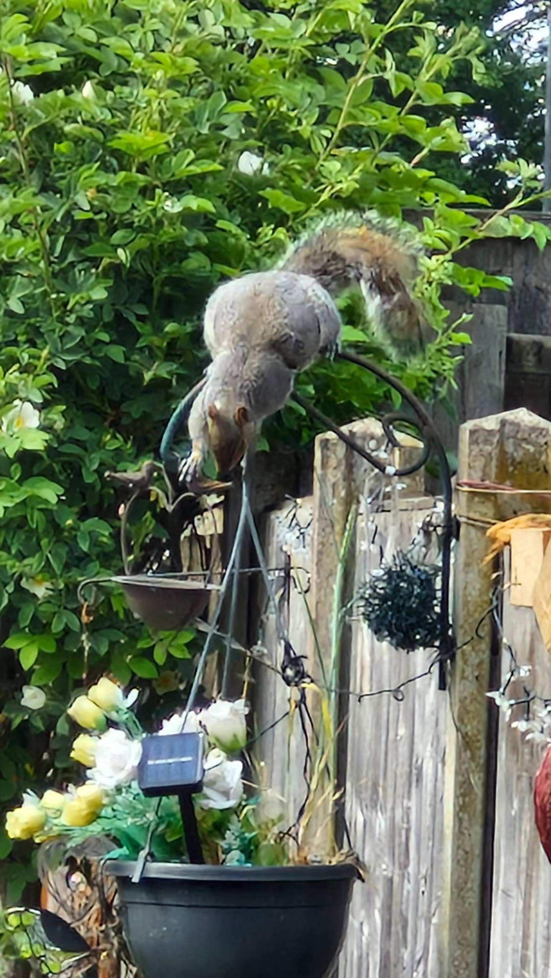 Acrobatic Squirrel - Samsung Community