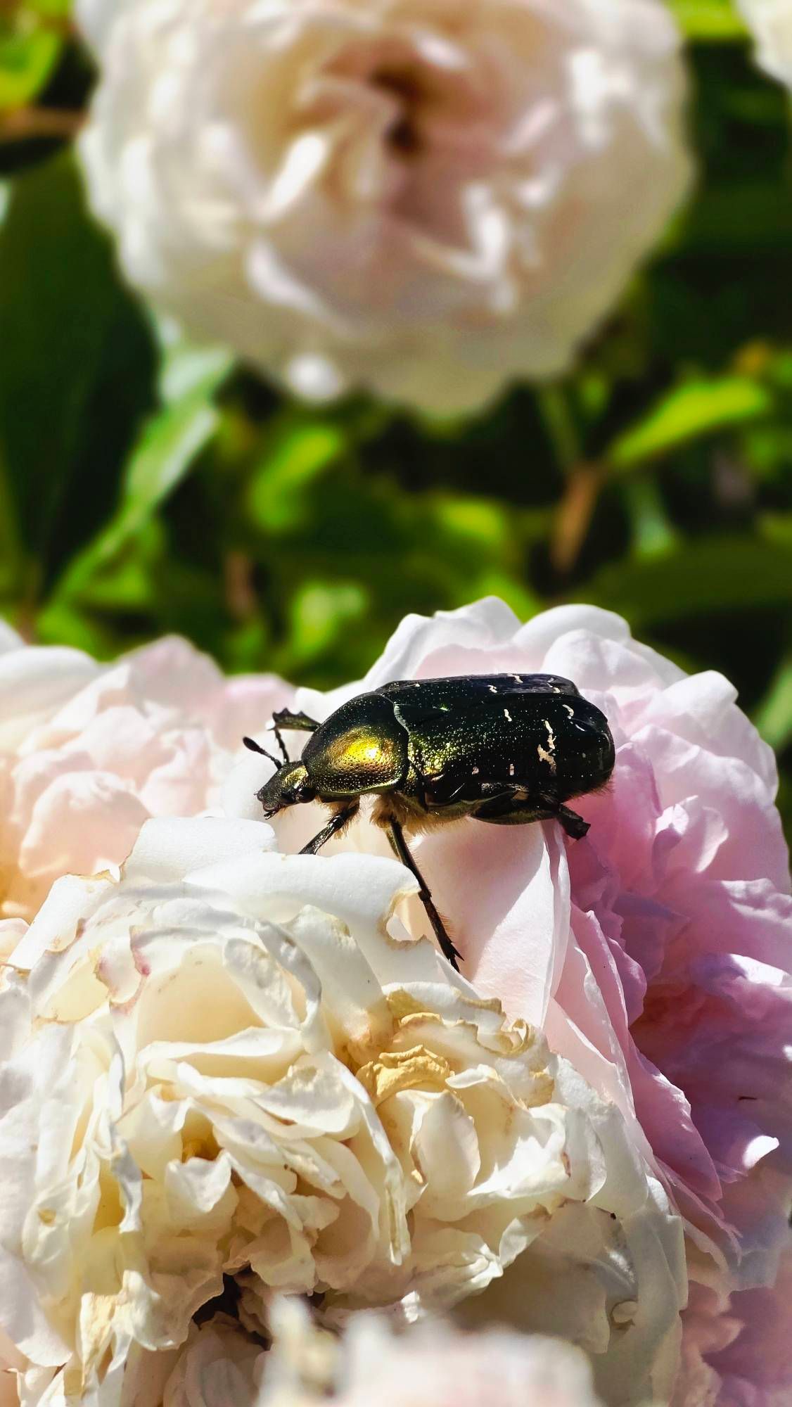 La gourmandise du dimanche - Samsung Community