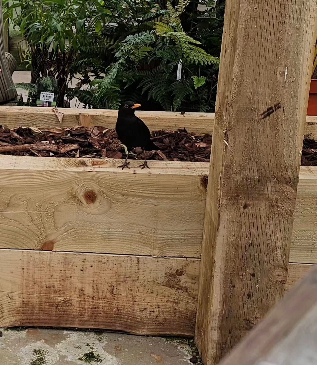 Blackbird... #SB07 - Samsung Community