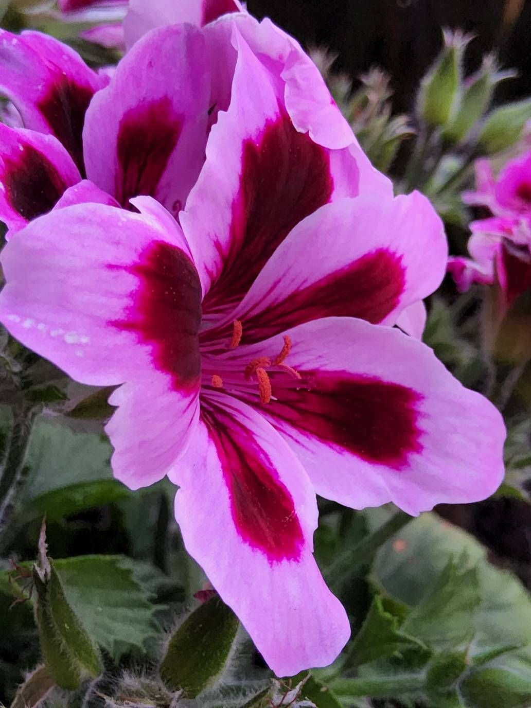 Mes jolis pelargoniums vous disent Bon Dimanche !🌿🌺🌹🪴🌿 - Samsung Community