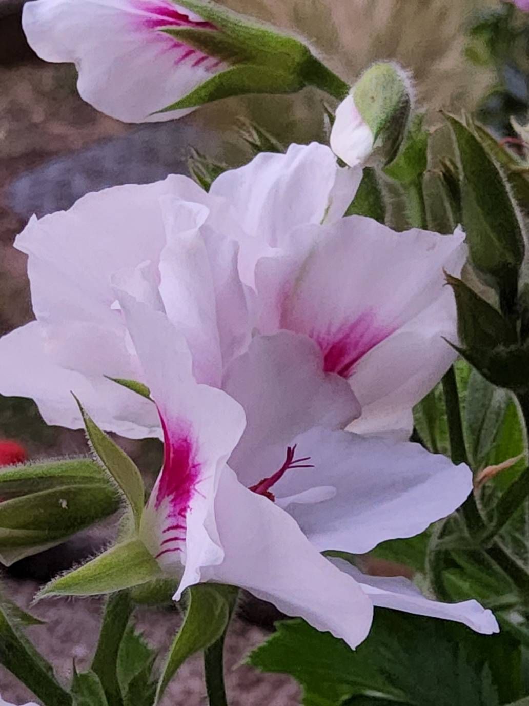 Mes jolis pelargoniums vous disent Bon Dimanche !🌿🌺🌹🪴🌿 - Samsung Community