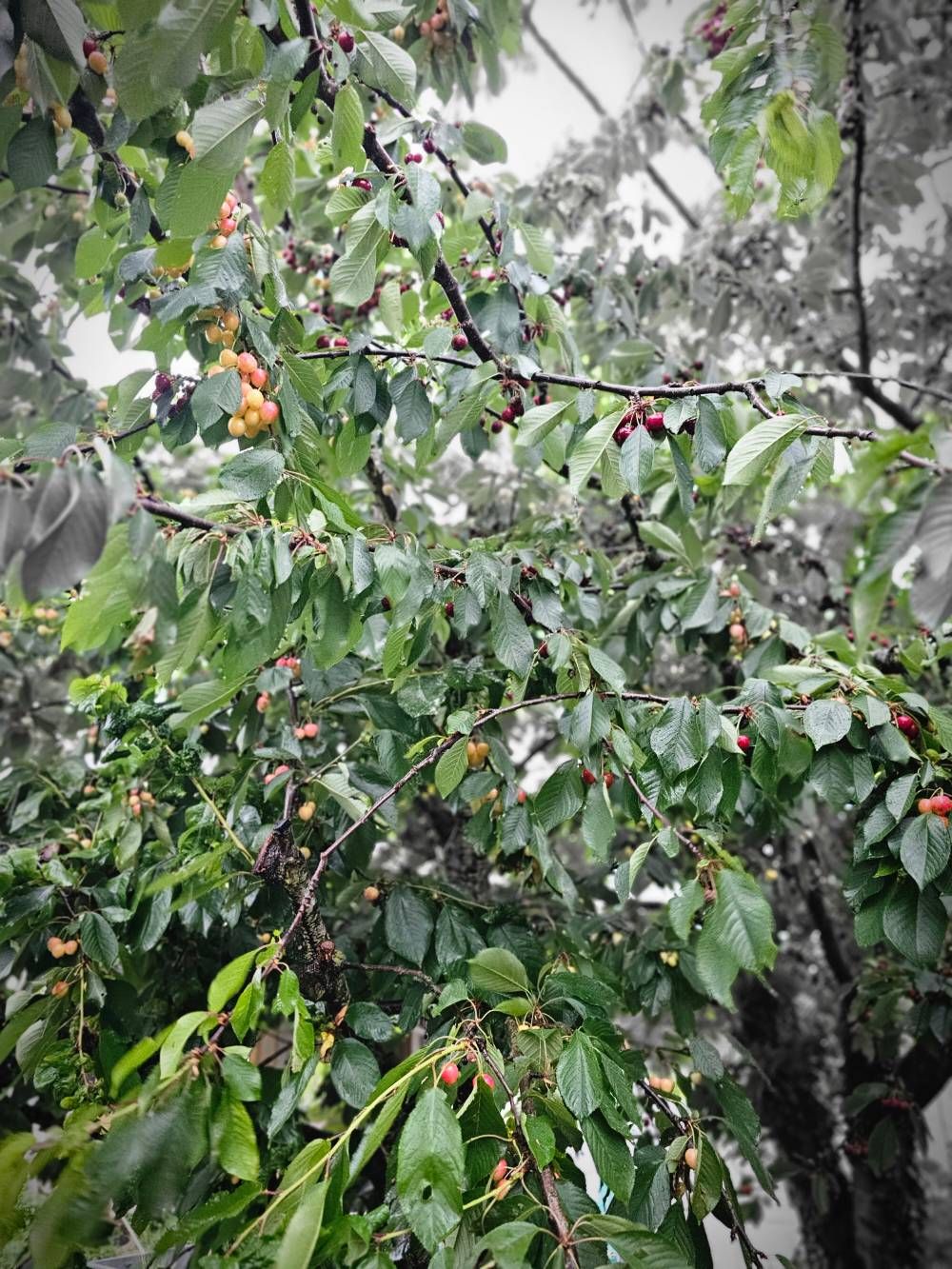 Le retour de la pluie ☔️ - Samsung Community