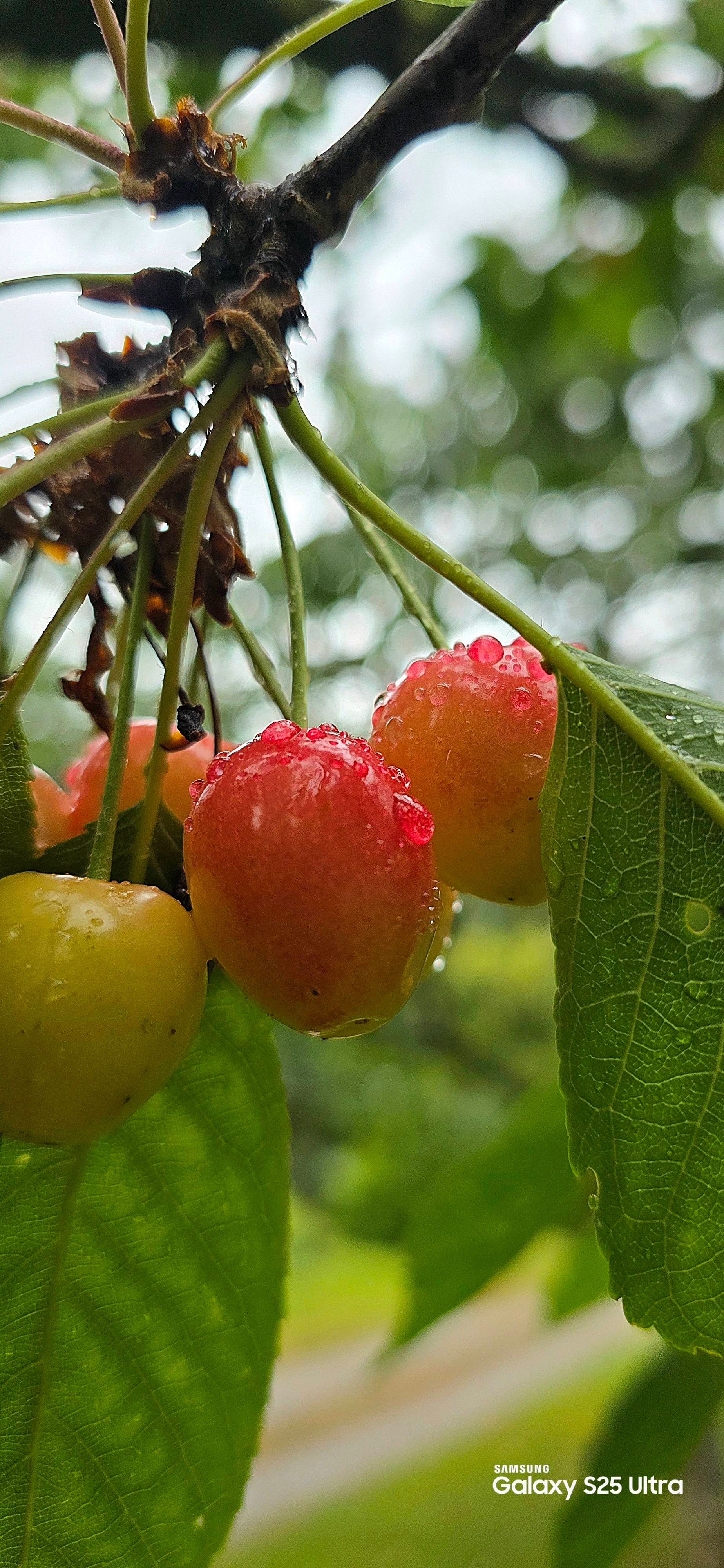 Les cerises du jardin avec la pluie 🍒 - Samsung Community