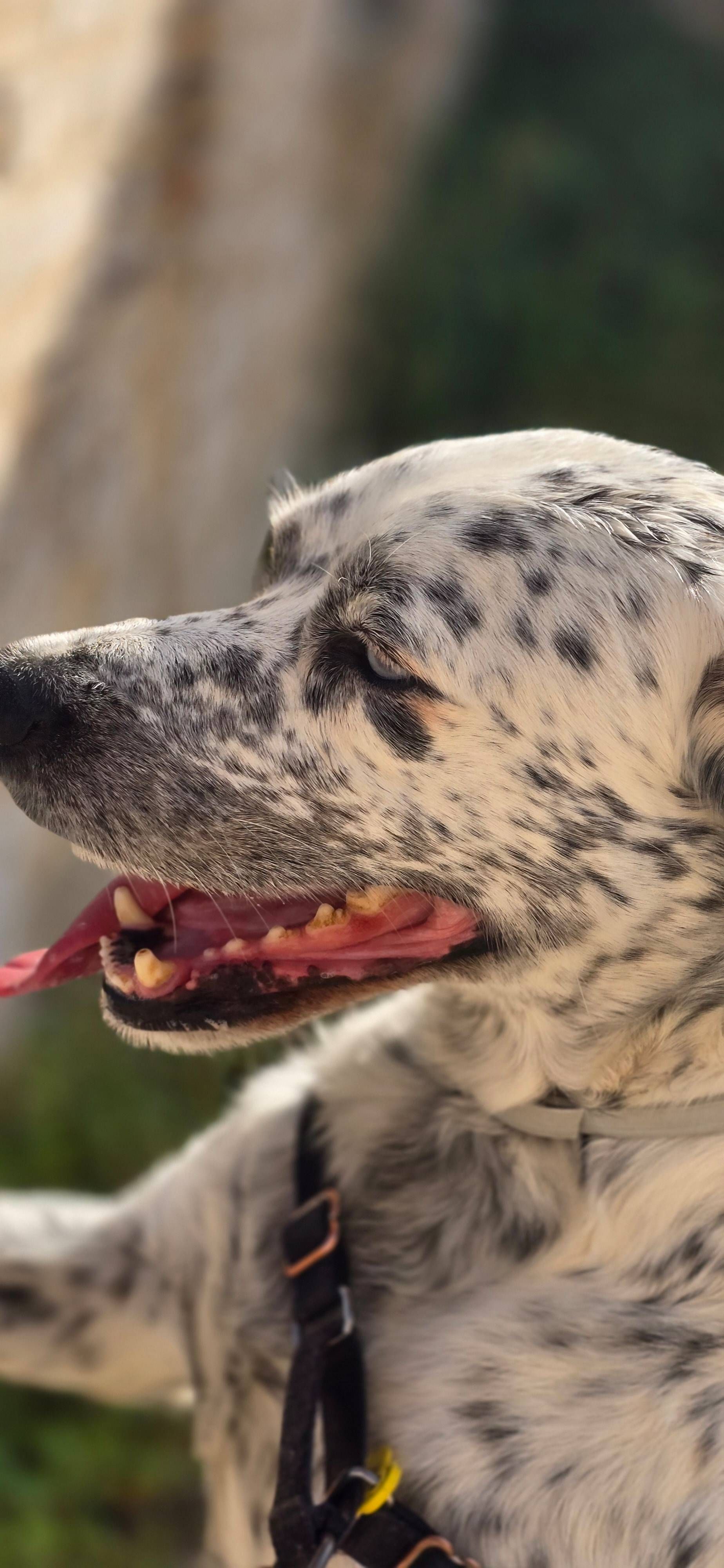 Mi perro - Samsung Community