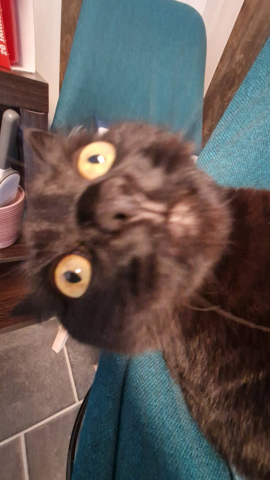 Meine Katze - Samsung Community