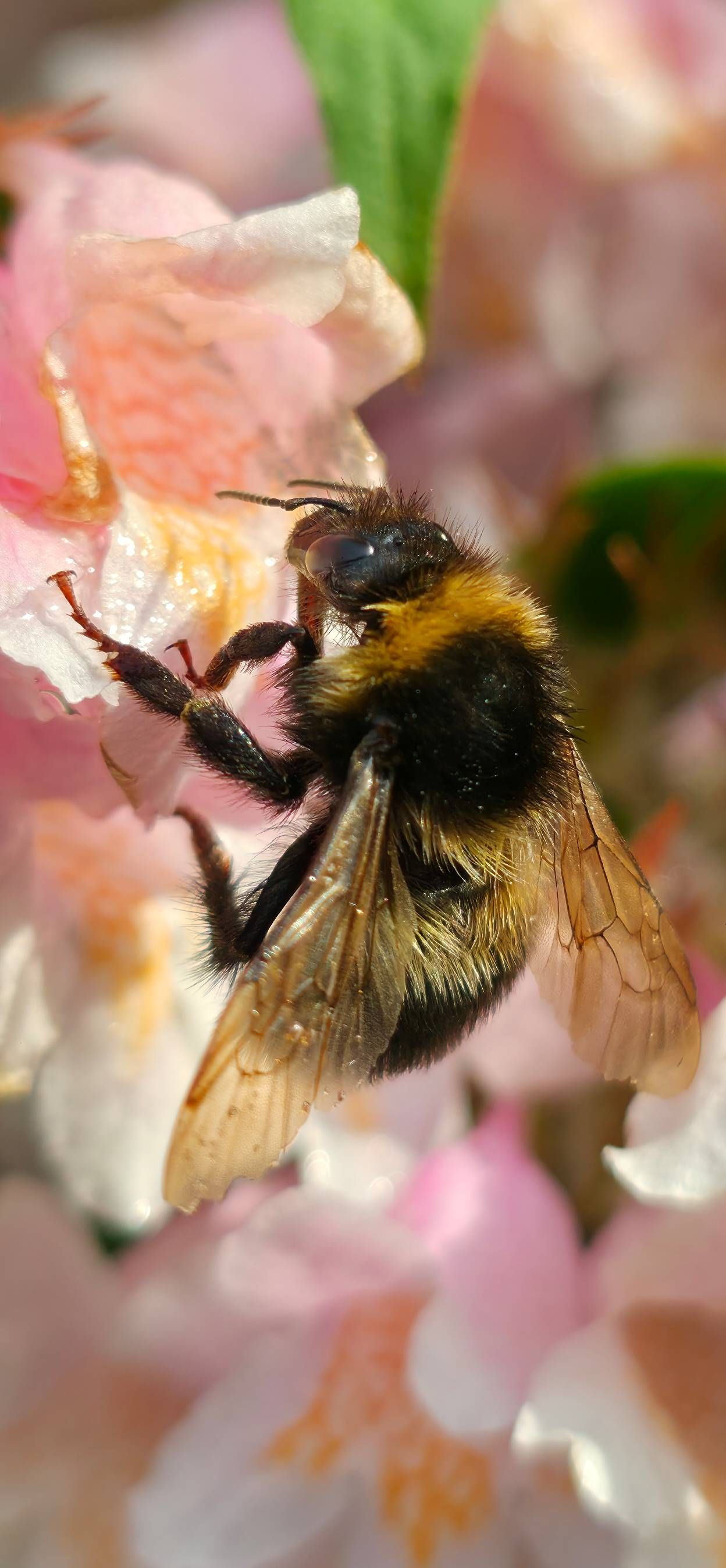 Bumblebee - Samsung Community