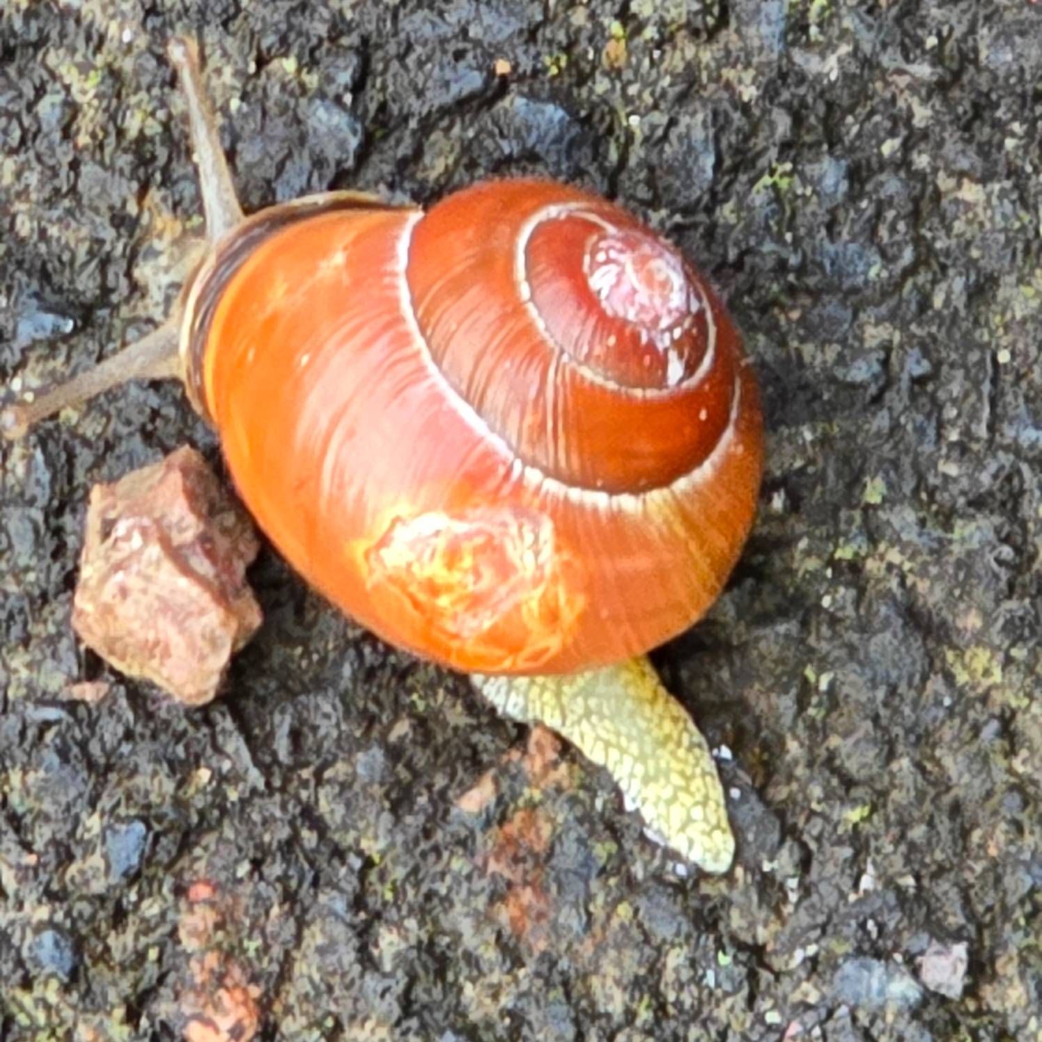 Snail colour - Samsung Community