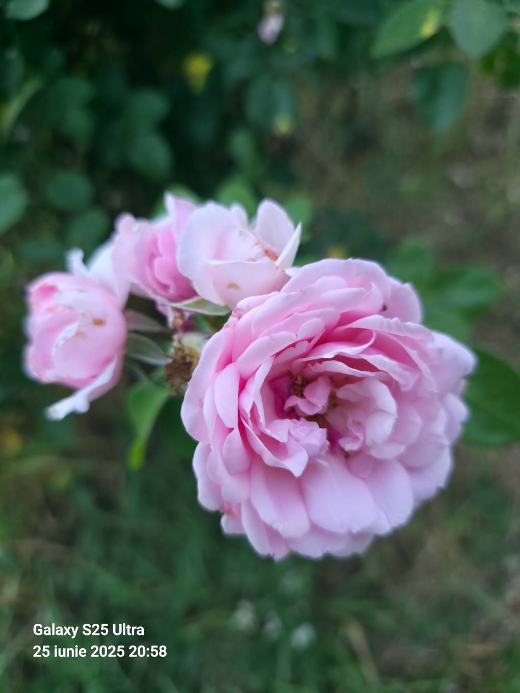 Primele poze cu S25 ULTRA 😃 - Samsung Community