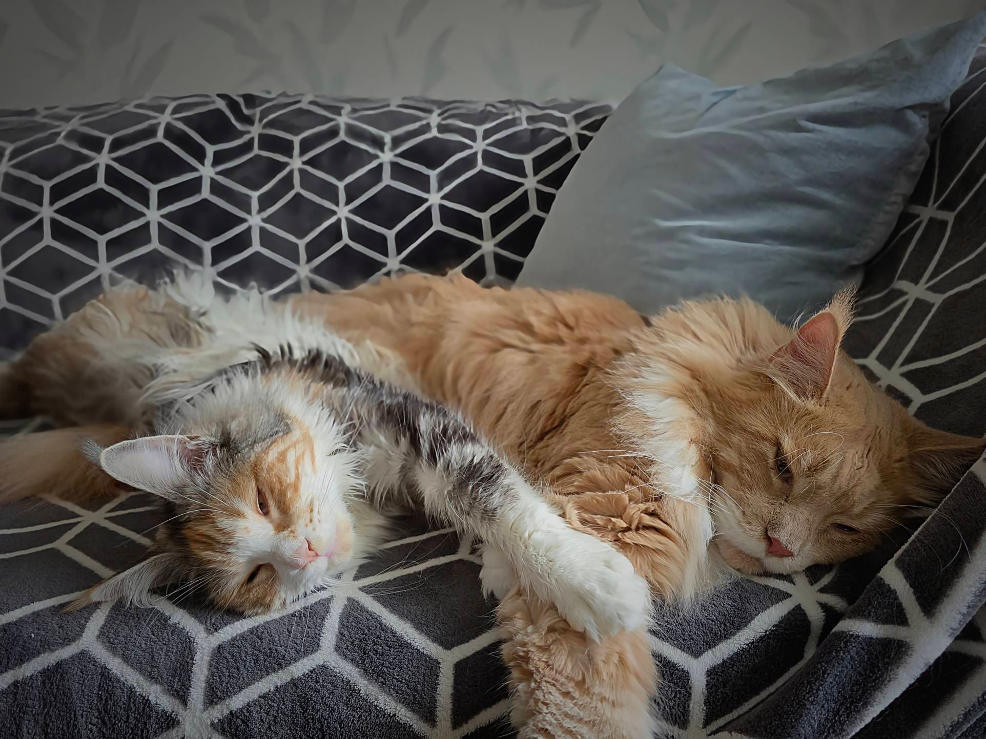 BengalCatBoys - Samsung Community