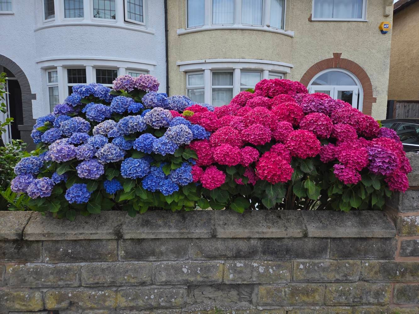 Hydrangea - Samsung Community