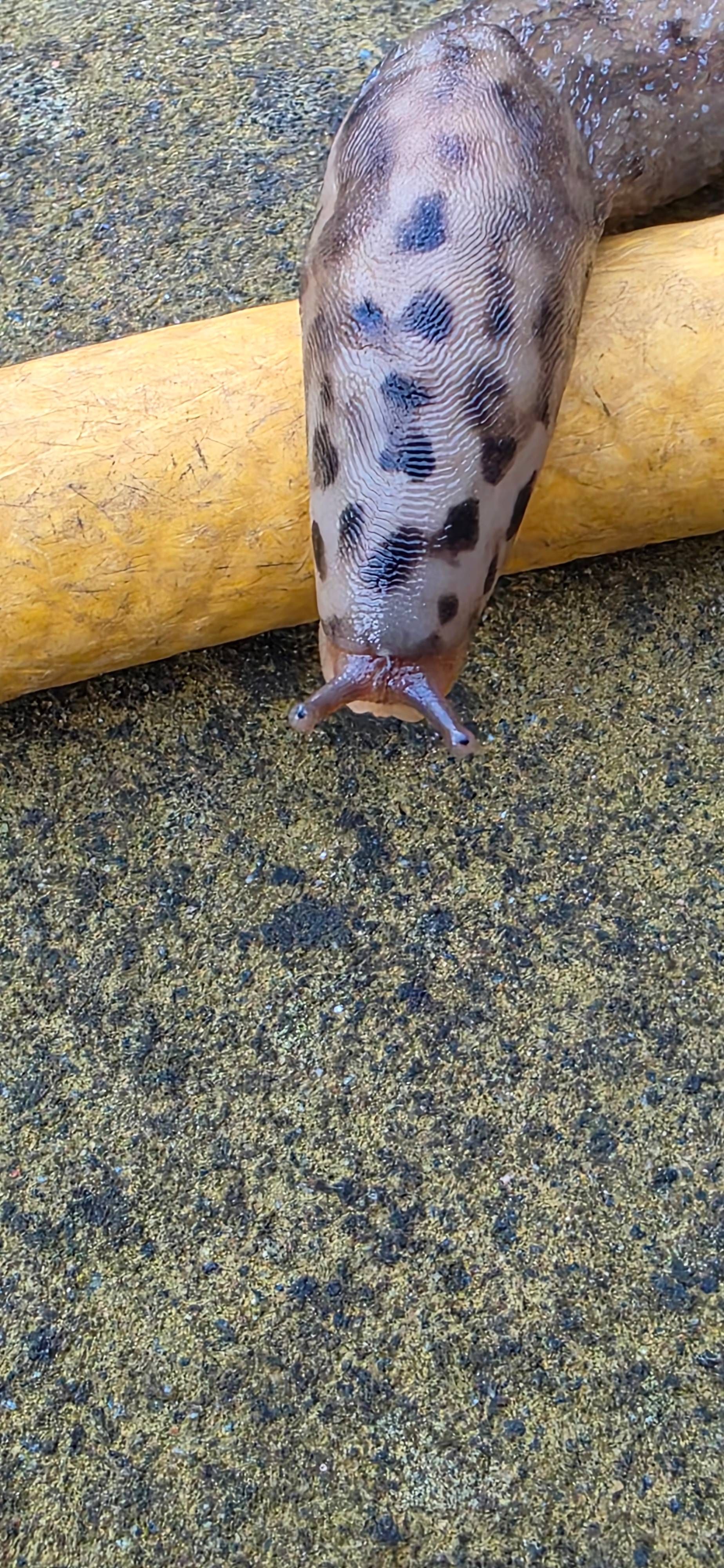 Slug life - Samsung Community