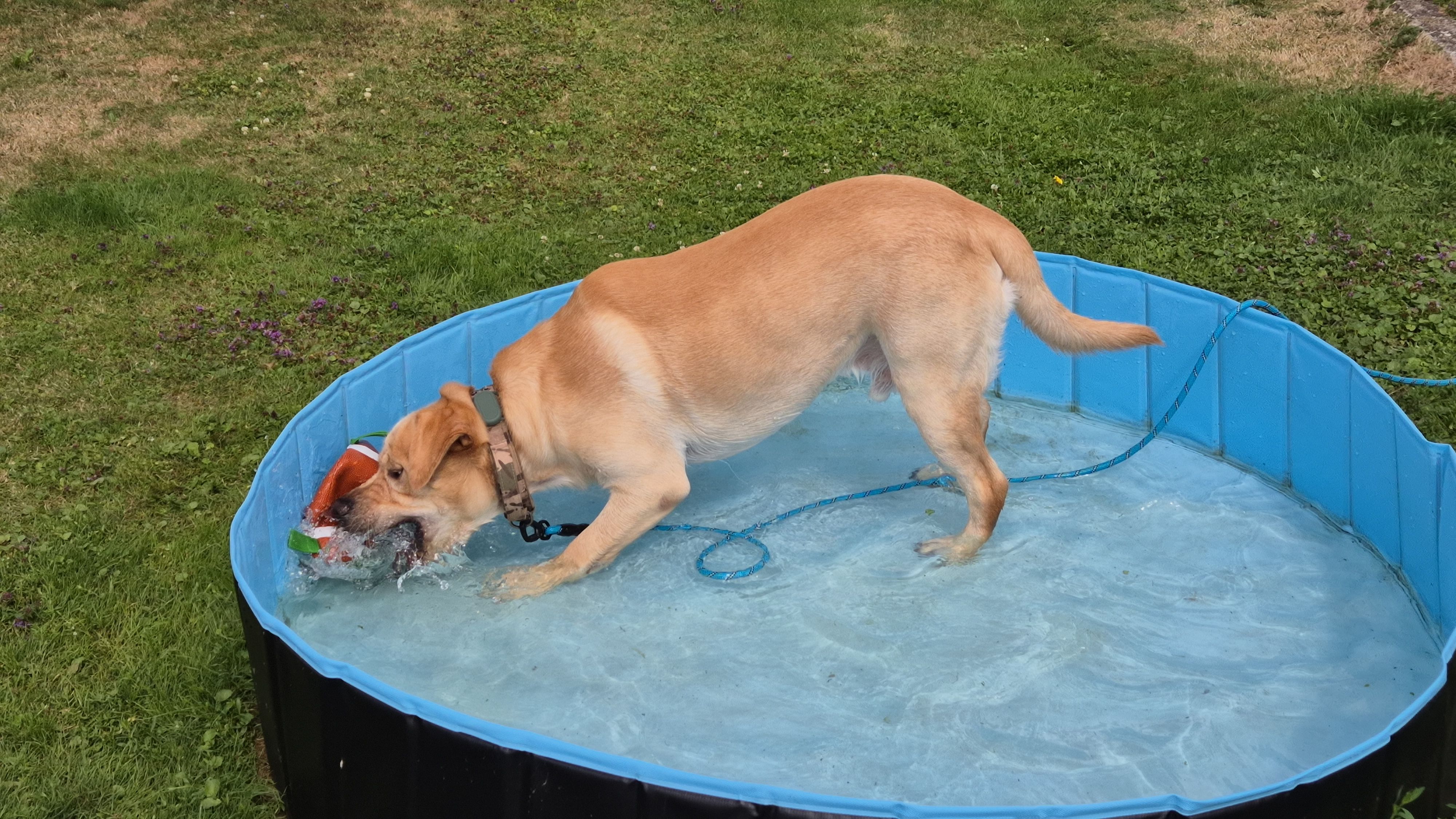 Erfrischung / Bruno und sein Pool / S24+ - Samsung Community