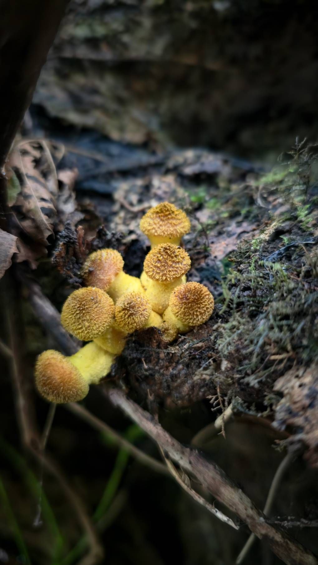 Autumn Fungi in my local woods.... S24 Ultra, 200mp - Samsung Community