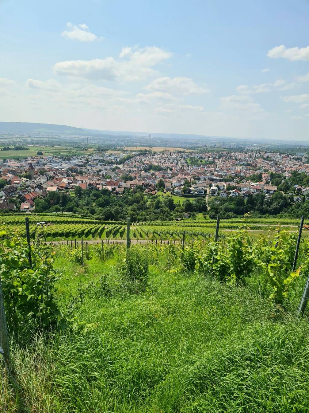 Wanderung durch die Weinberge im Remstal - Samsung Community