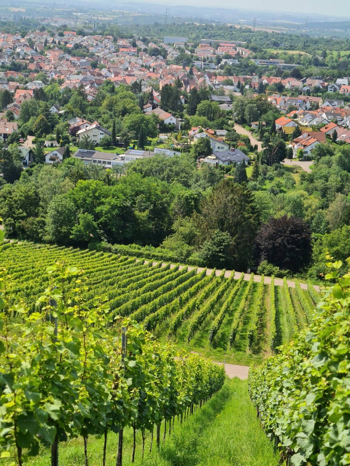 Wanderung durch die Weinberge im Remstal - Samsung Community