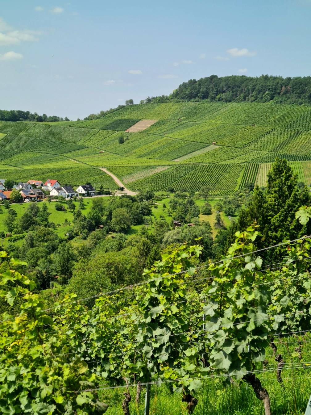Wanderung durch die Weinberge im Remstal - Samsung Community