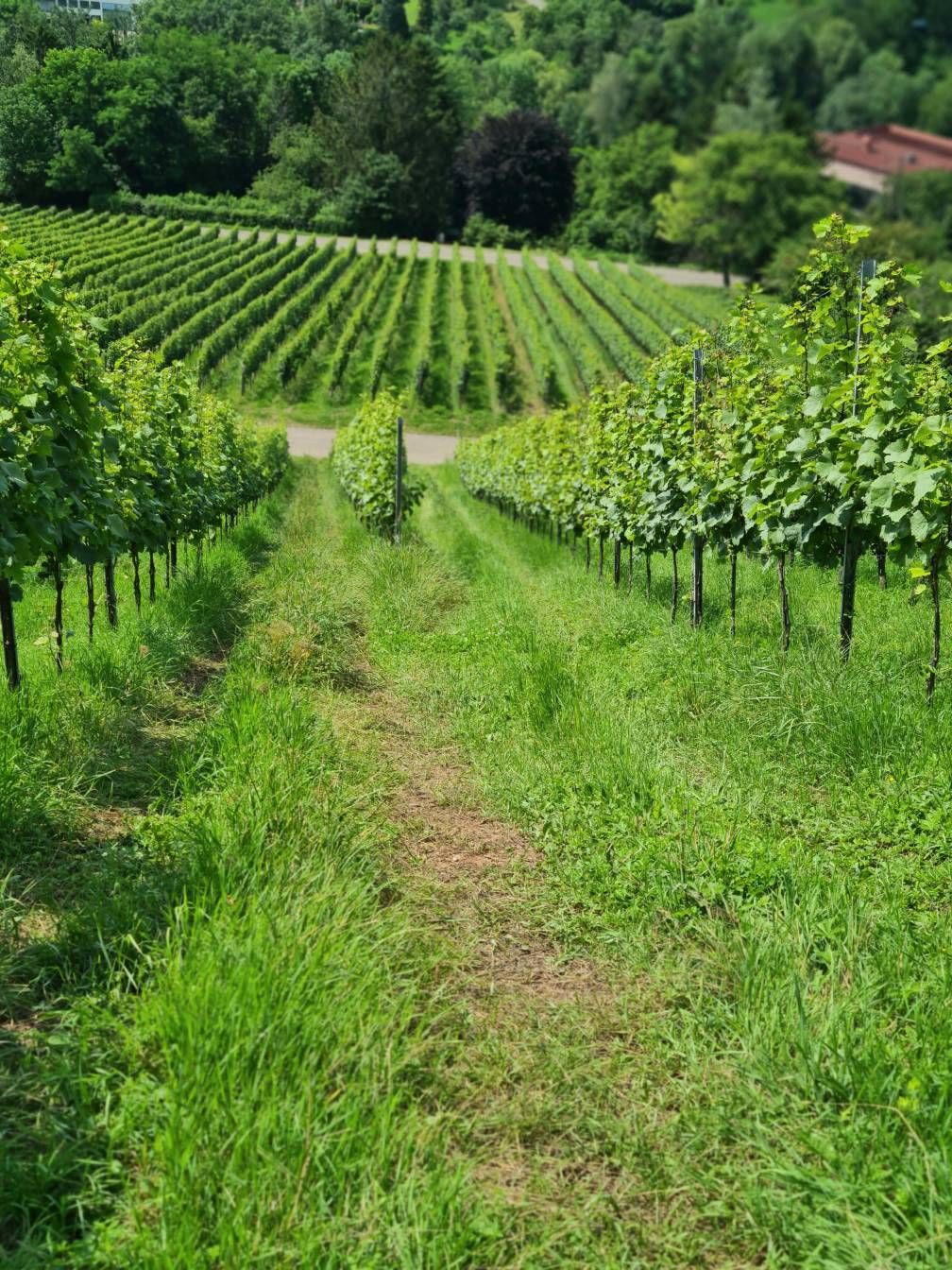 Wanderung durch die Weinberge im Remstal - Samsung Community