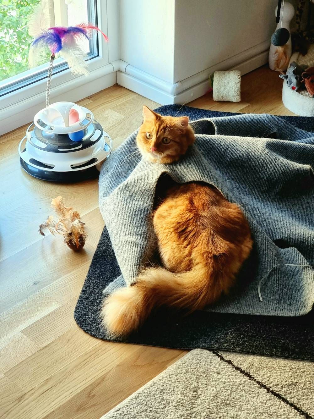 Chillout Cat - Samsung Community