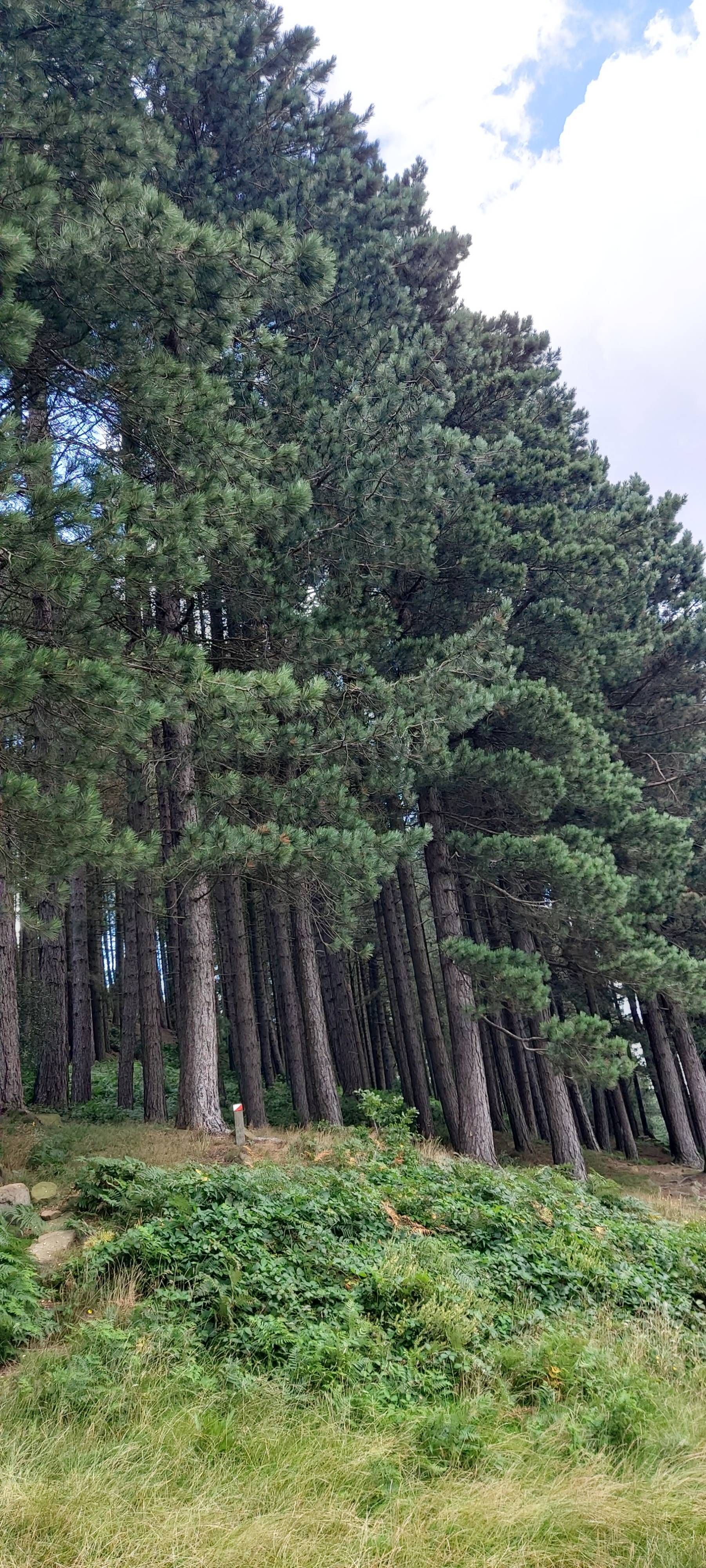 Trees 😍😍😍 - Samsung Community