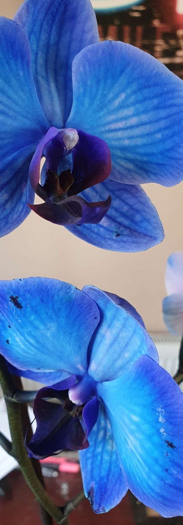 Blue lily 💙 - Samsung Community