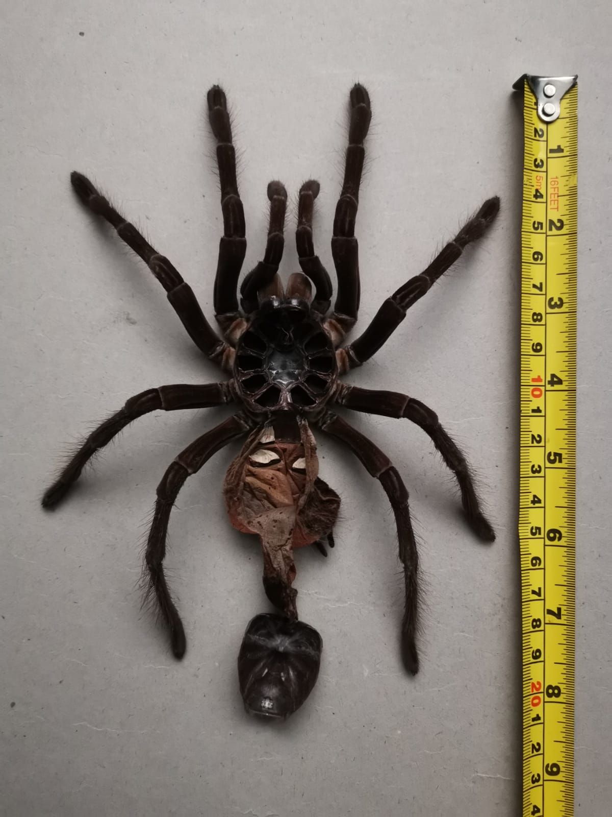 Unfolding my Goliath Stirmi Tarantula Moult - Samsung Community