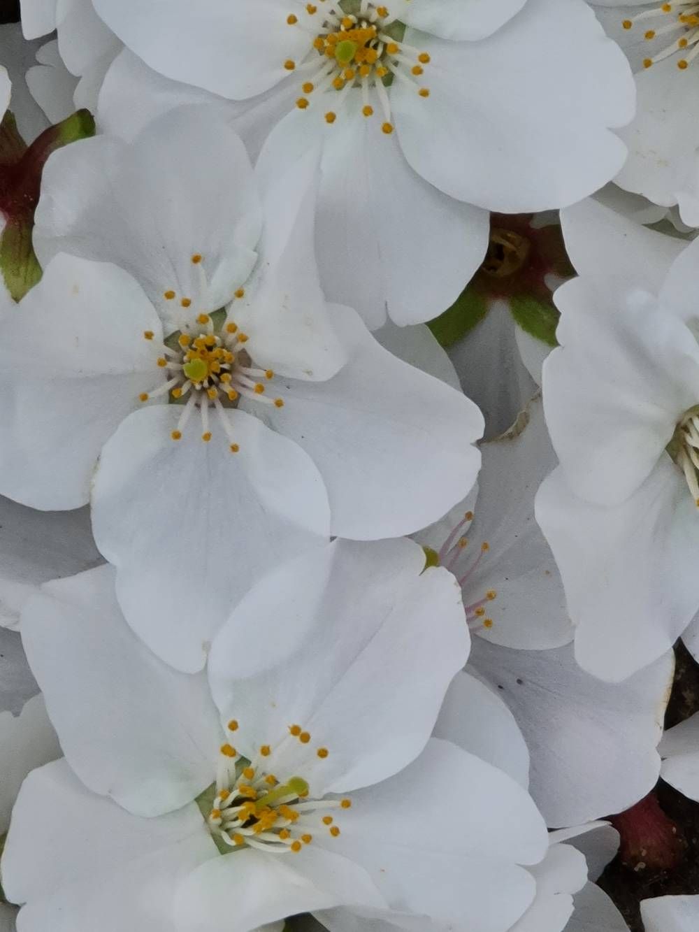 Flower 🌼 - Samsung Community