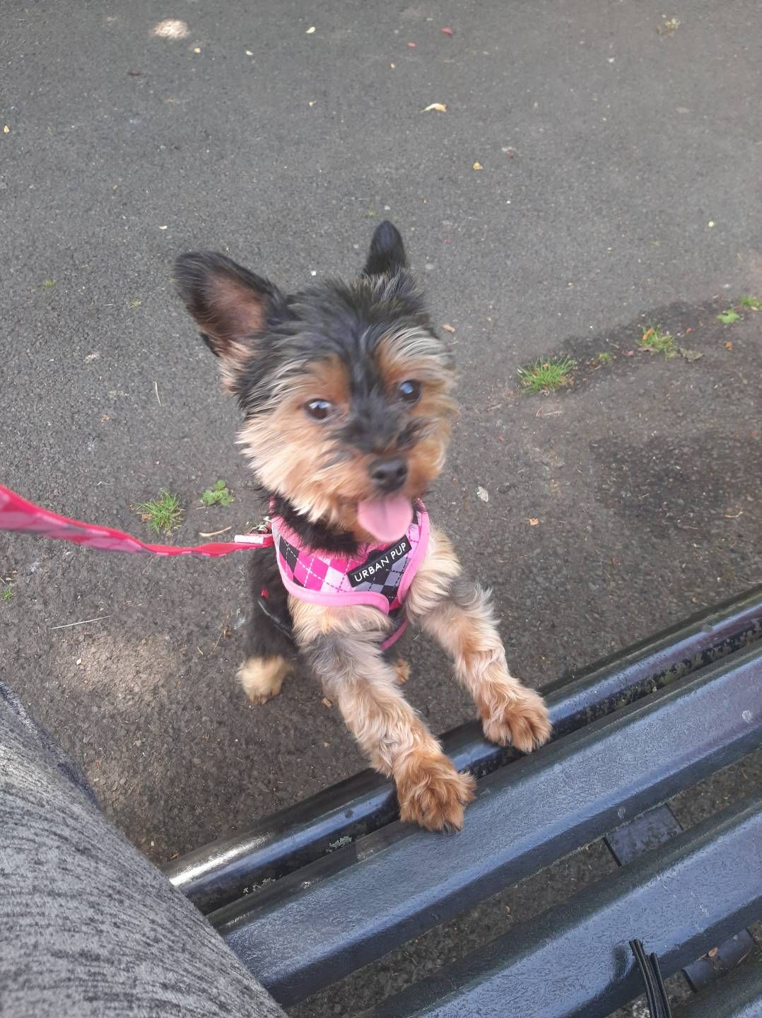 Wee yorkie Cola - Samsung Community