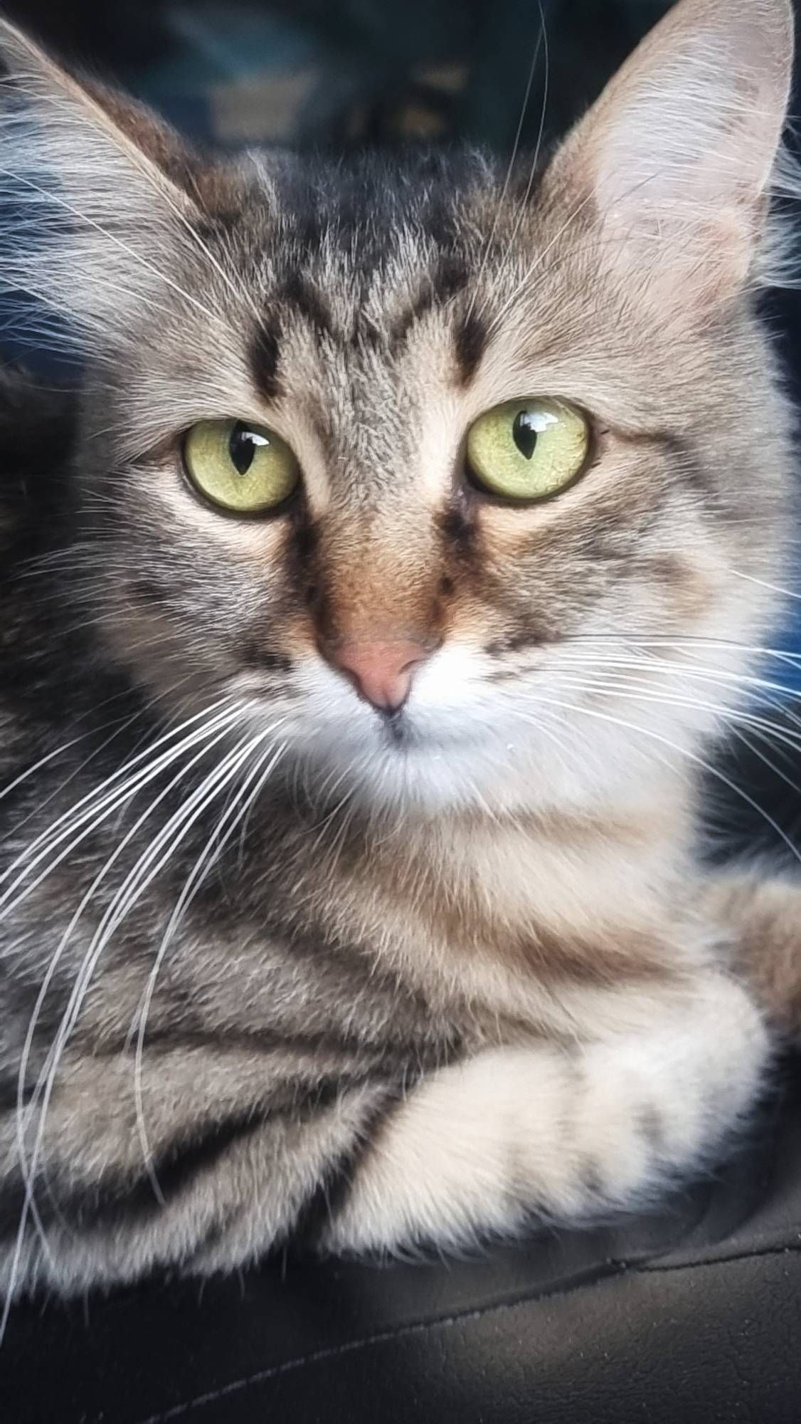 Cat - Samsung Community