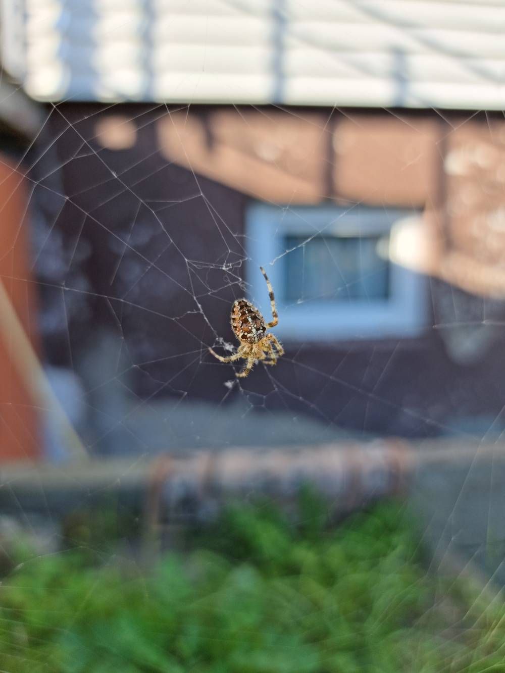 S21U spider - Samsung Community