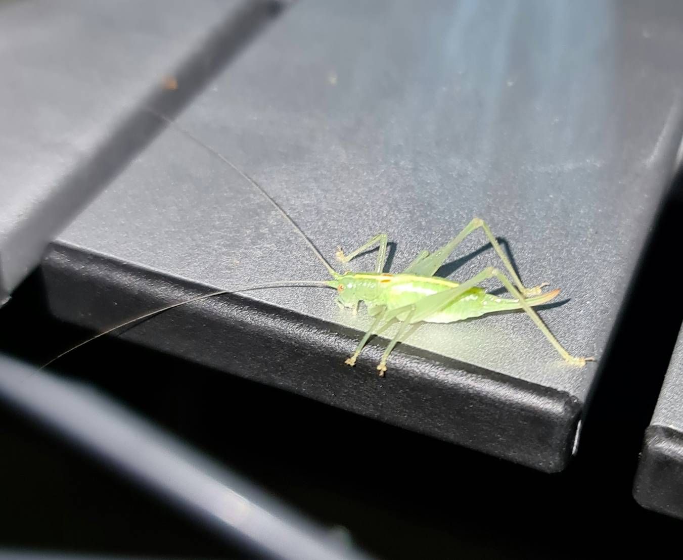 Ah Grasshopper..... - Samsung Community