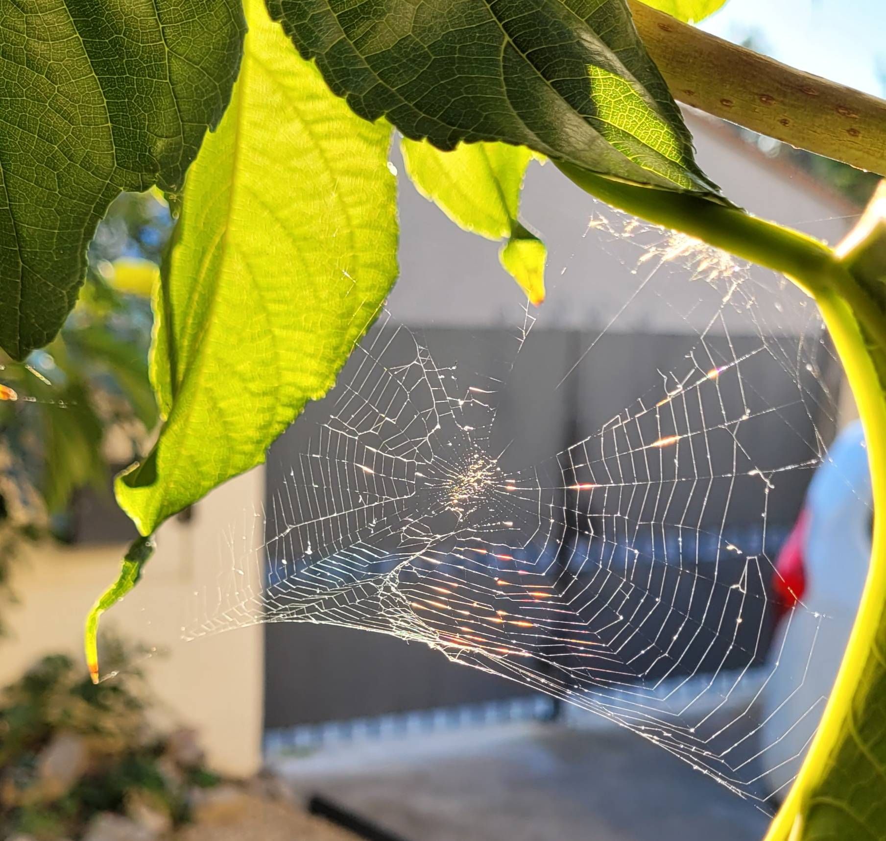 Spider toile - Samsung Community