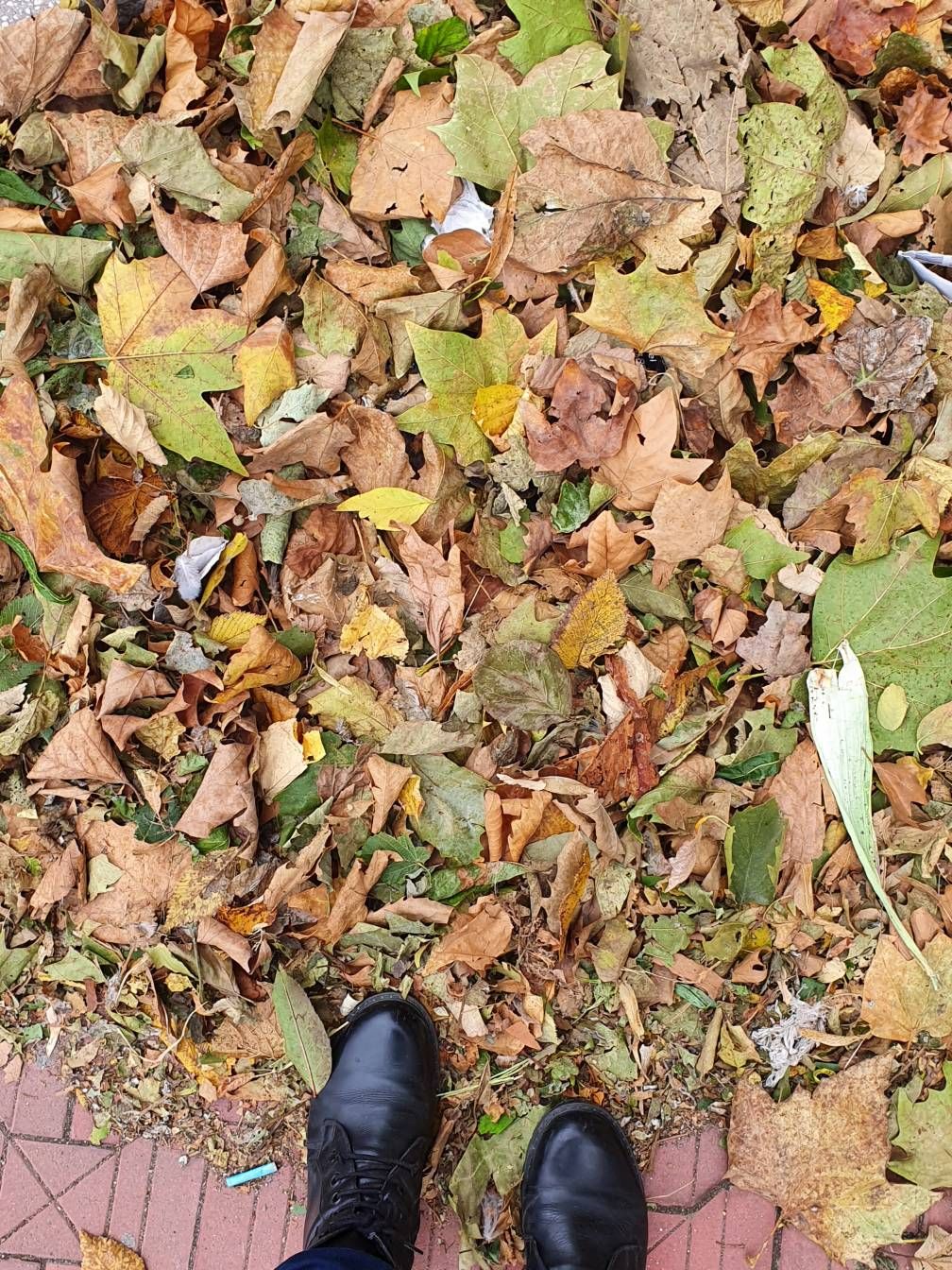 Toamna - Samsung Community