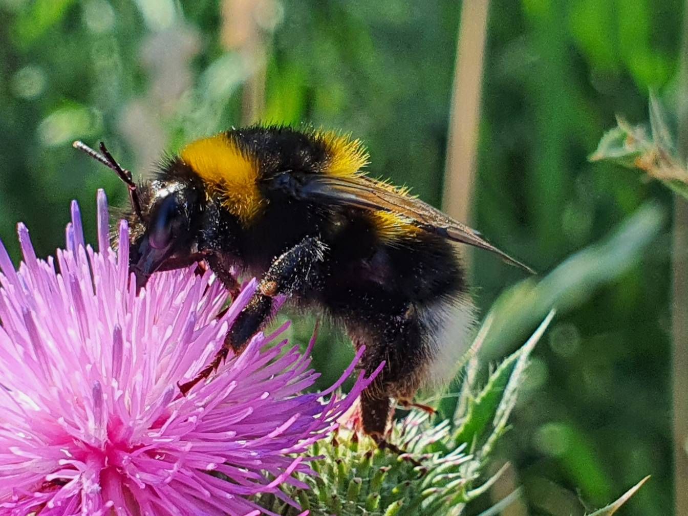 Méhecske - Samsung Community