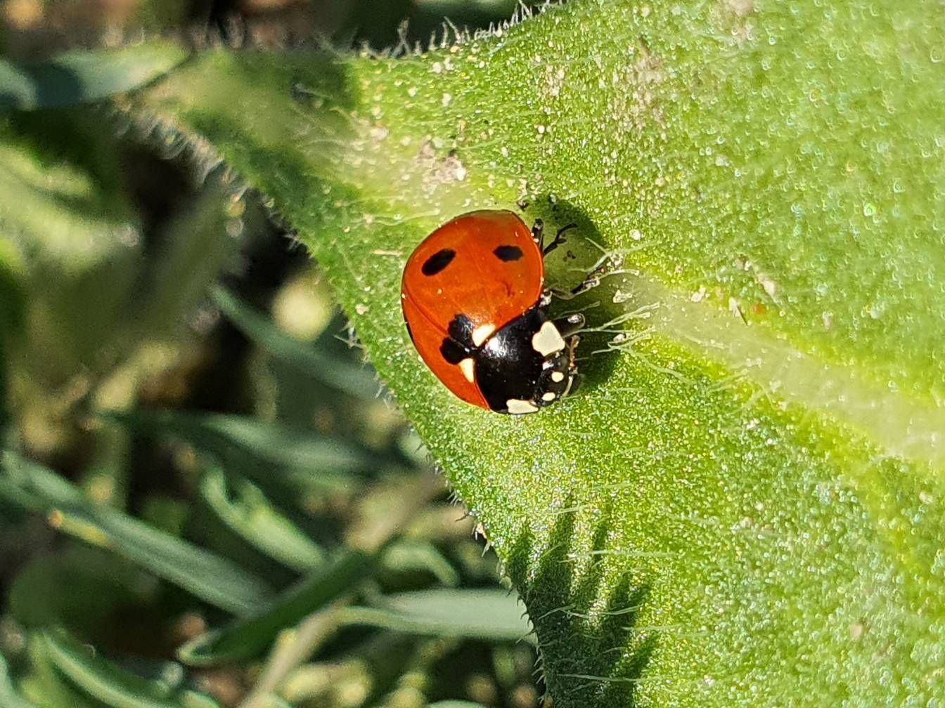 Katica - Samsung Community