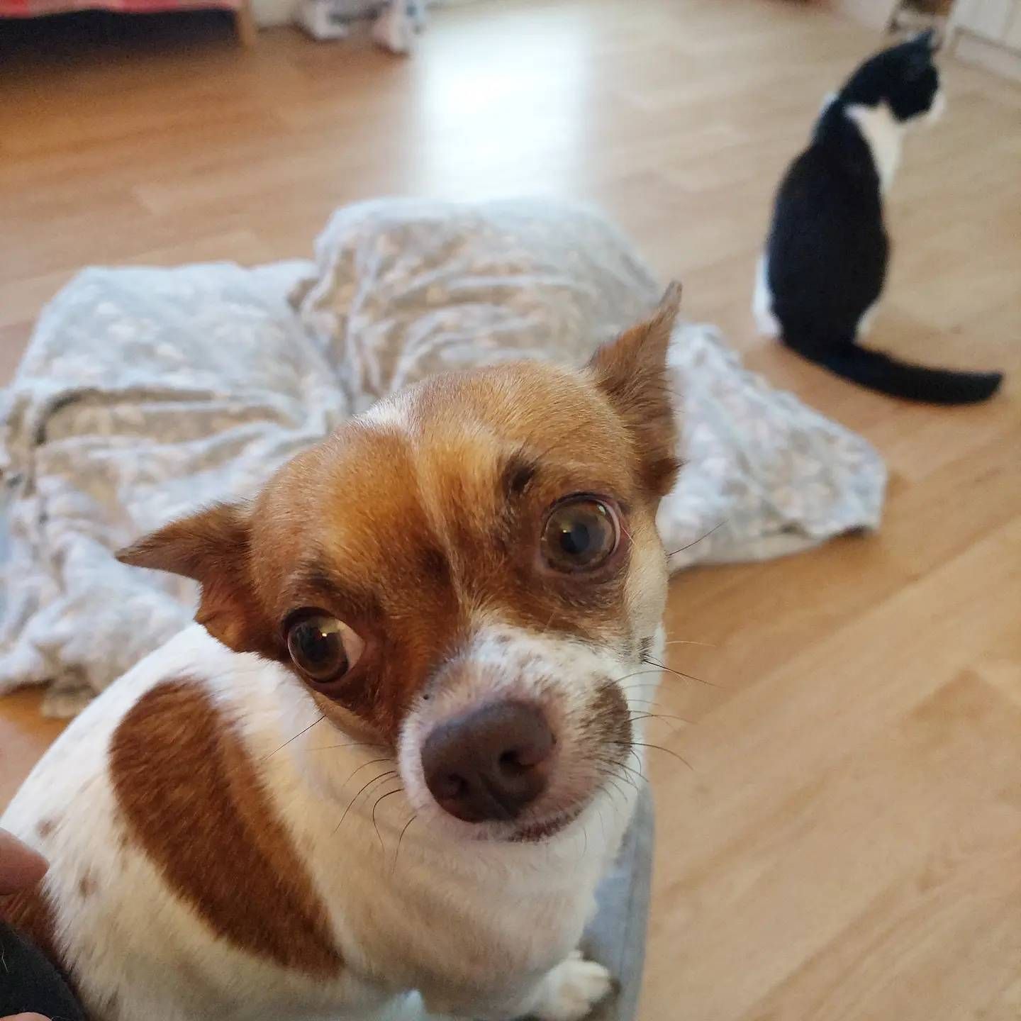 Dogs - Samsung Community