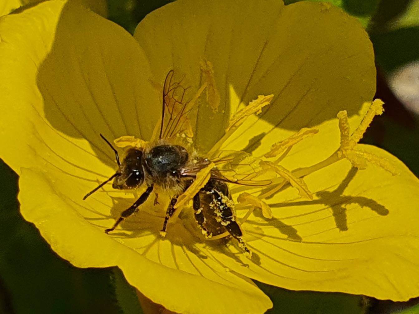 Méhecske - Samsung Community