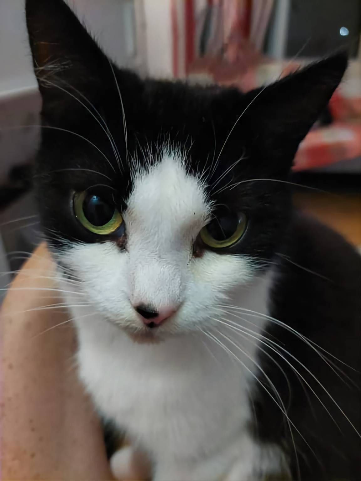 Cats - Samsung Community