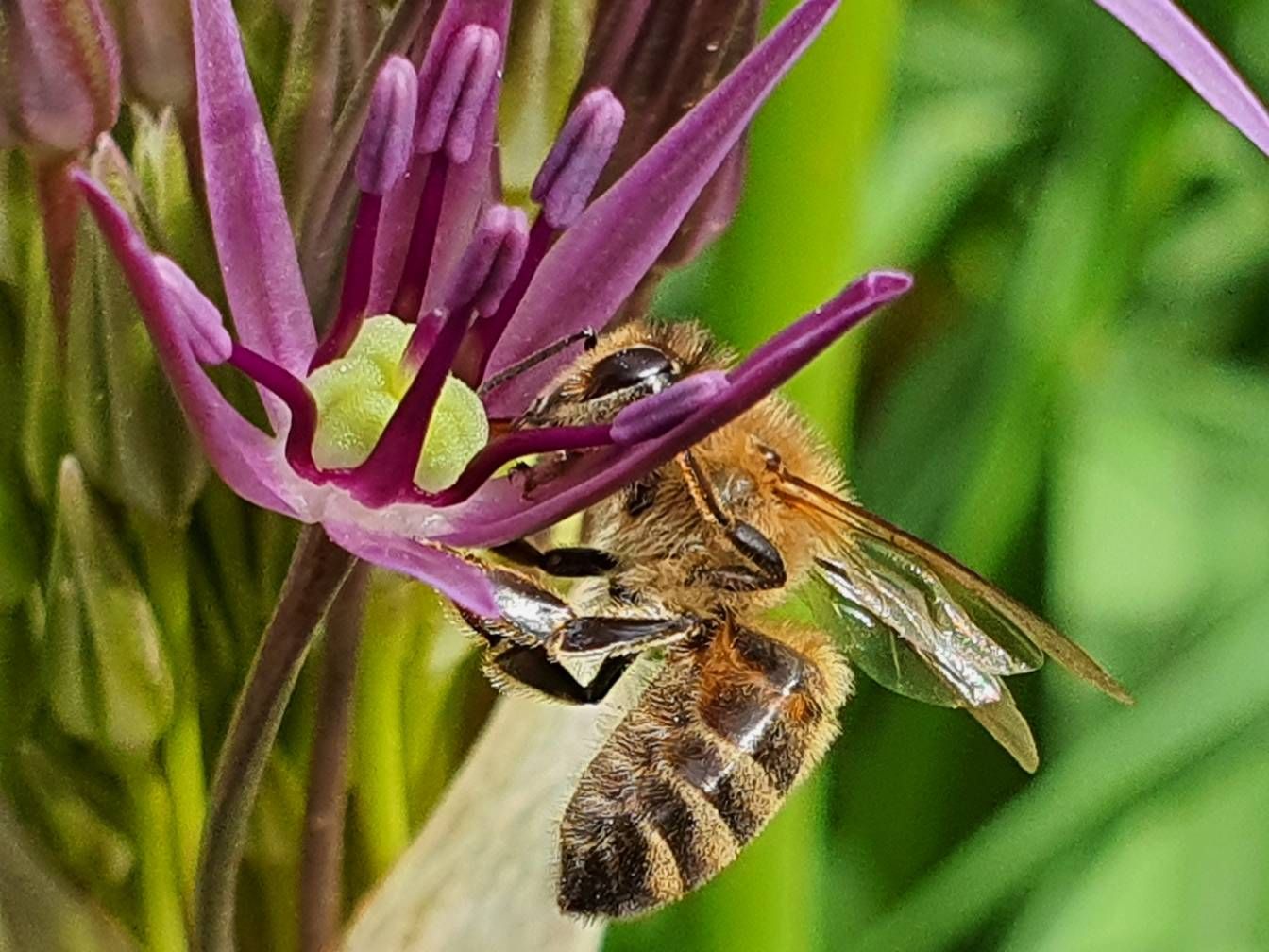 Méhecske - Samsung Community