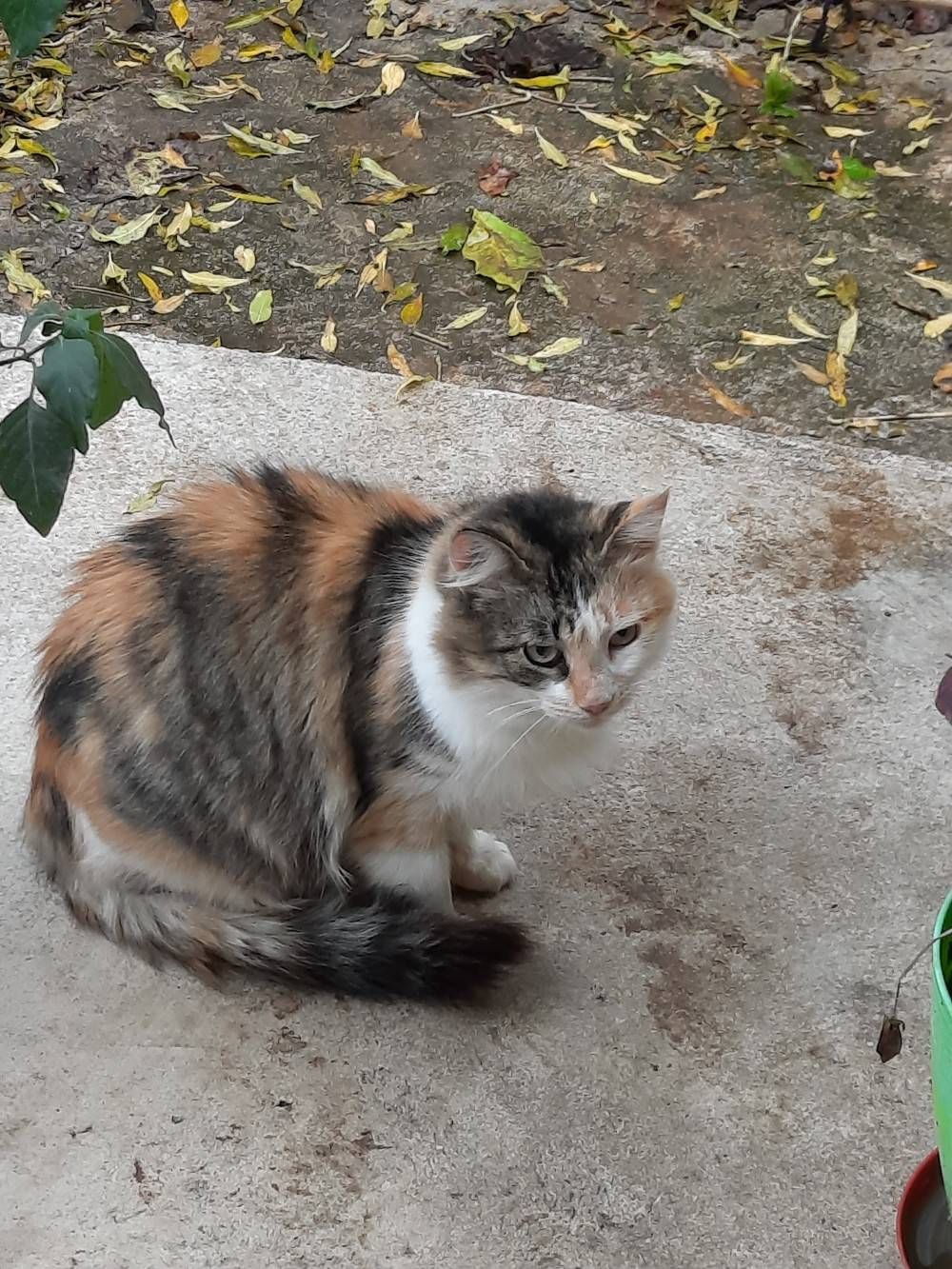 Cat😸 - Samsung Community