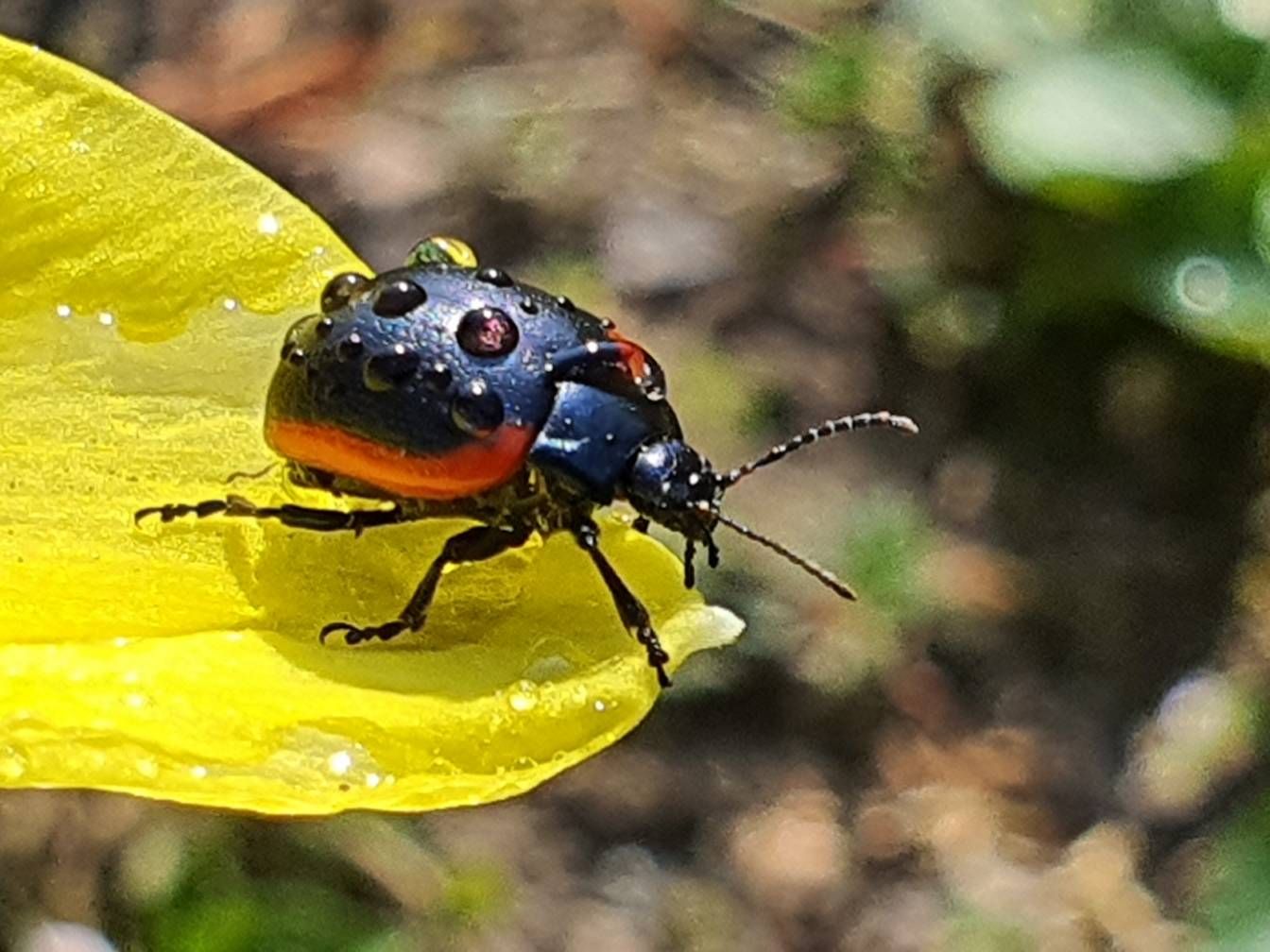 Bogár - Samsung Community