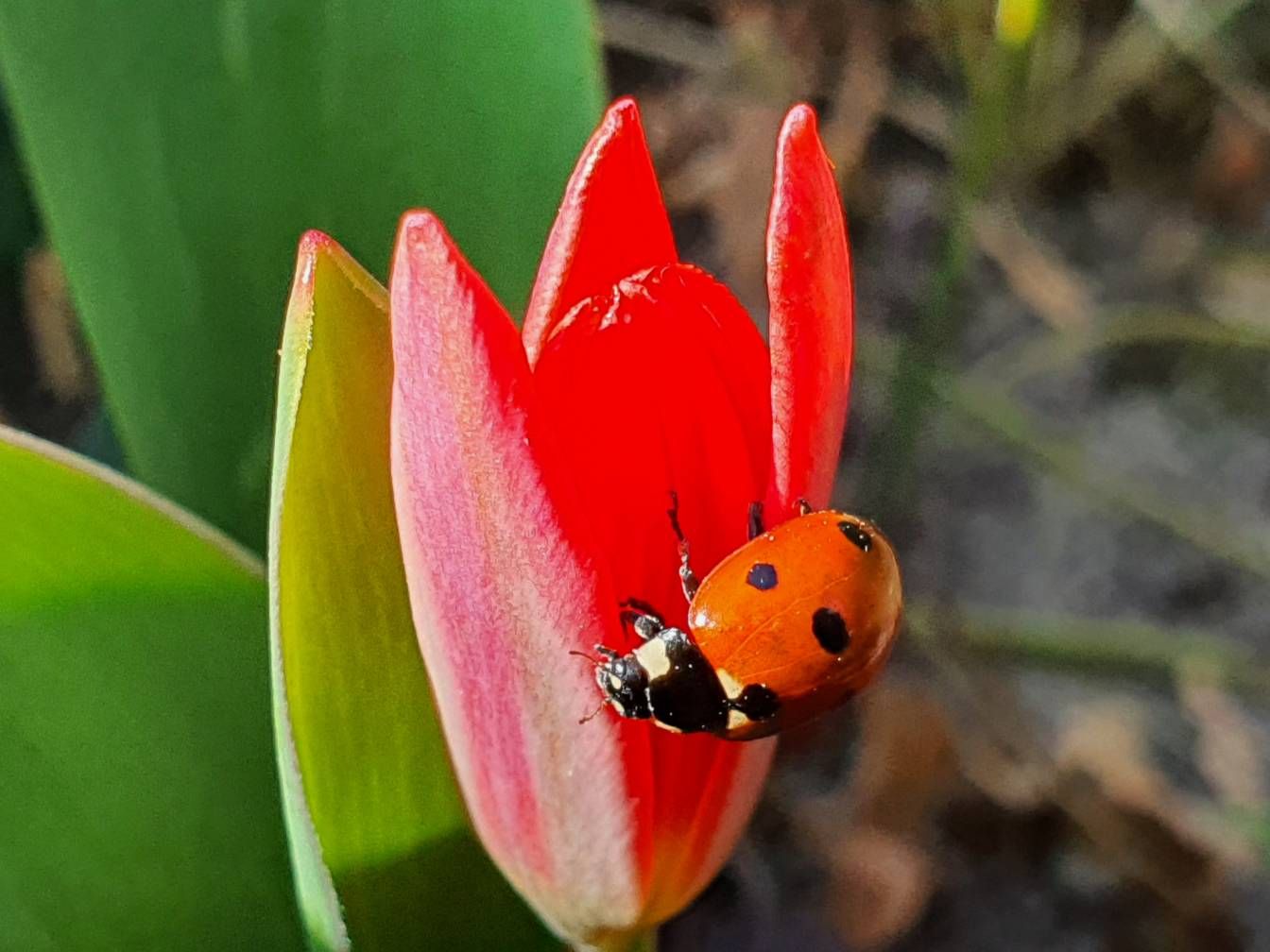 Katica - Samsung Community